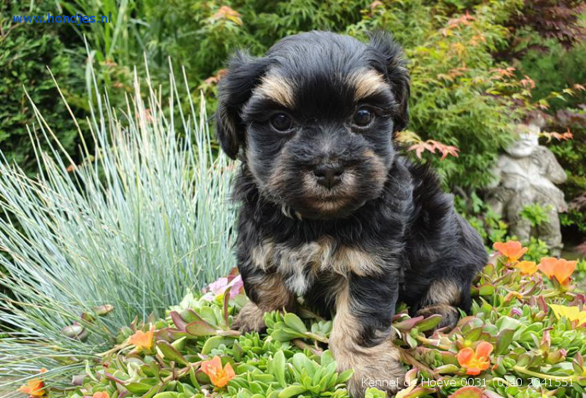 Kennel de Hoeve. Fokkers van boomer, bolonka, bolonka Zwetna, maltipoo ...