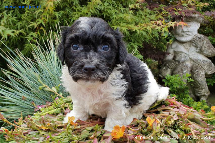 Kennel de Hoeve. Fokkers van boomer, bolonka, bolonka Zwetna, maltipoo ...