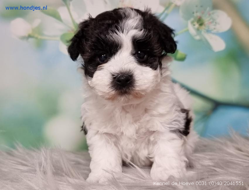Kennel de Hoeve. Fokkers van boomer, bolonka, bolonka Zwetna, maltipoo ...