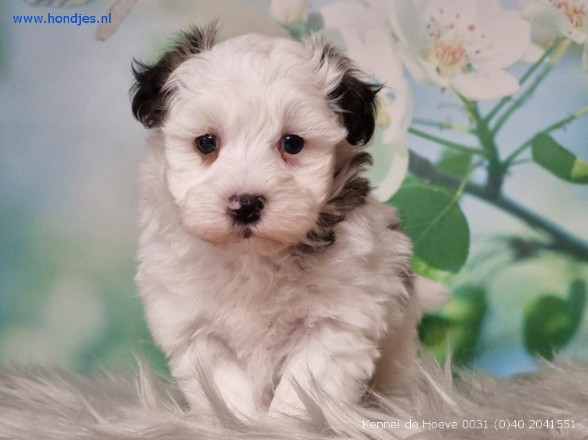Kennel de Hoeve. Fokkers van boomer, bolonka, bolonka Zwetna, maltipoo ...
