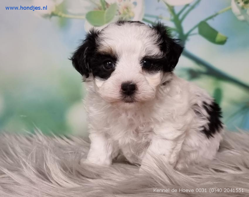 Kennel de Hoeve. Fokkers van boomer, bolonka, bolonka Zwetna, maltipoo ...
