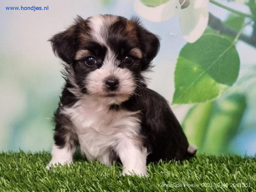 Kennel de Hoeve. Fokkers van boomer, bolonka, bolonka Zwetna, maltipoo ...