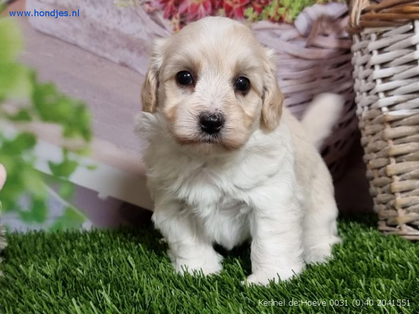 Kennel de Hoeve. Fokkers van boomer, bolonka, bolonka Zwetna, maltipoo ...
