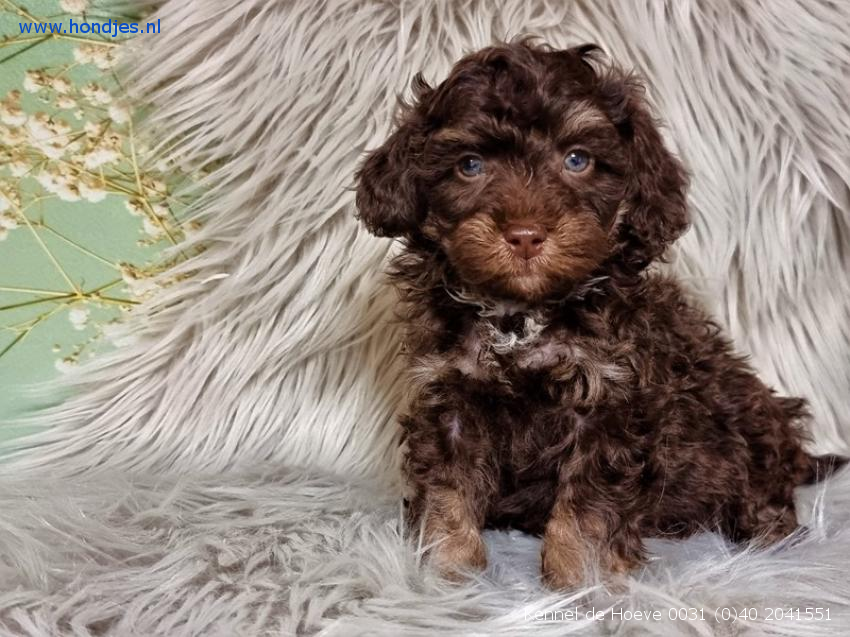 Kennel de Hoeve. Fokkers van boomer, bolonka, bolonka Zwetna, maltipoo ...