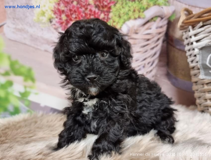 Kennel de Hoeve. Fokkers van boomer, bolonka, bolonka Zwetna, maltipoo ...