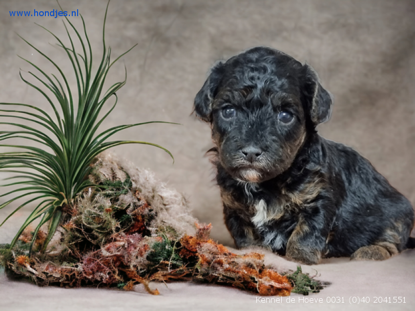 Kennel de Hoeve. Fokkers van boomer, bolonka, bolonka Zwetna, maltipoo ...