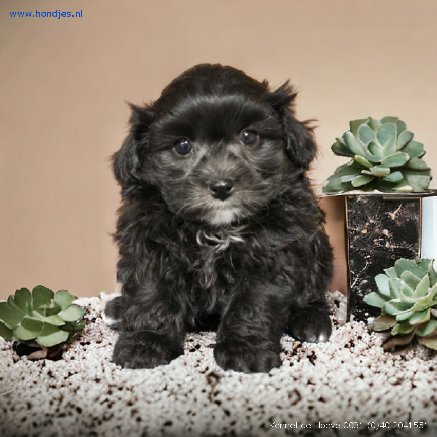 Kennel de Hoeve. Fokkers van boomer, bolonka, bolonka Zwetna, maltipoo ...