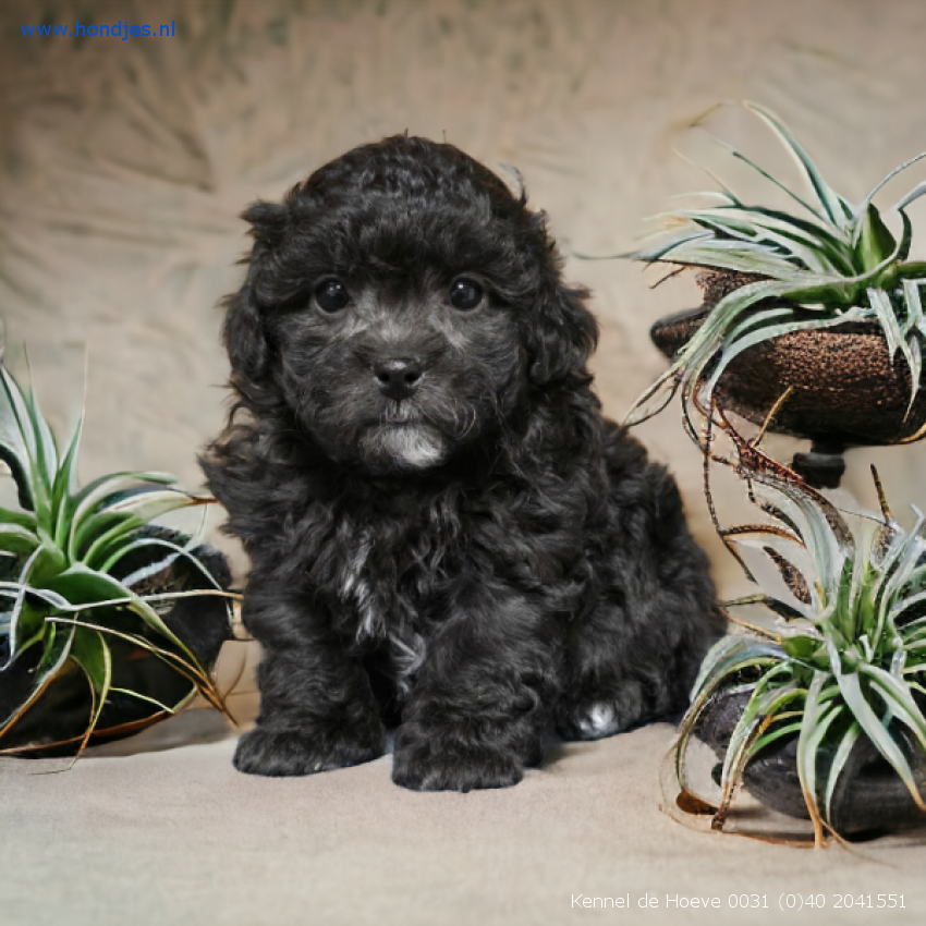 Boomer, Bolonka, Maltipoo, Labradoodle, pup | hondjes.nl