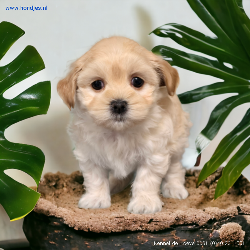 Kennel de Hoeve. Fokkers van boomer, bolonka, bolonka Zwetna, maltipoo ...