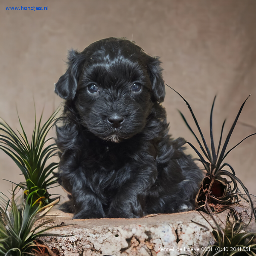 Boomer, Bolonka, Maltipoo, Labradoodle, pup | hondjes.nl
