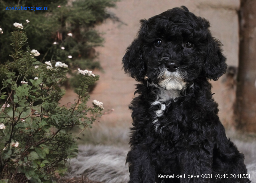 Boomer, Bolonka, Maltipoo, Labradoodle, pup | hondjes.nl