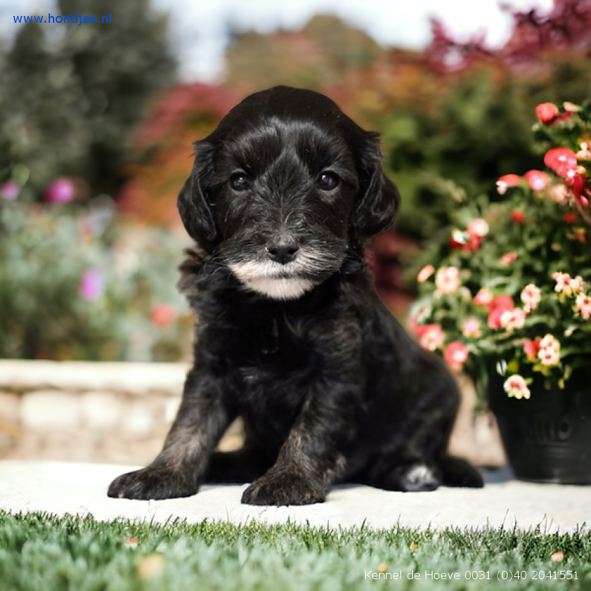Boomer, Bolonka, Maltipoo, Labradoodle, pup | hondjes.nl