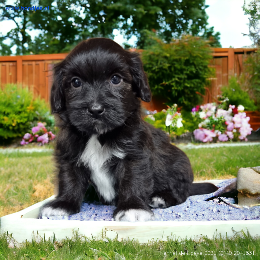 Boomer, Bolonka, Maltipoo, Labradoodle, pup | hondjes.nl