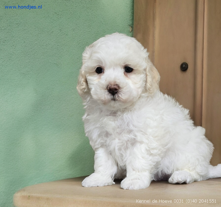 Boomer, Bolonka, Maltipoo, Labradoodle, pup | hondjes.nl