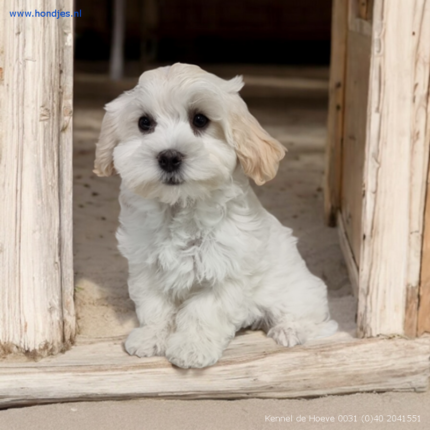 Boomer, Bolonka, Maltipoo, Labradoodle, pup | hondjes.nl