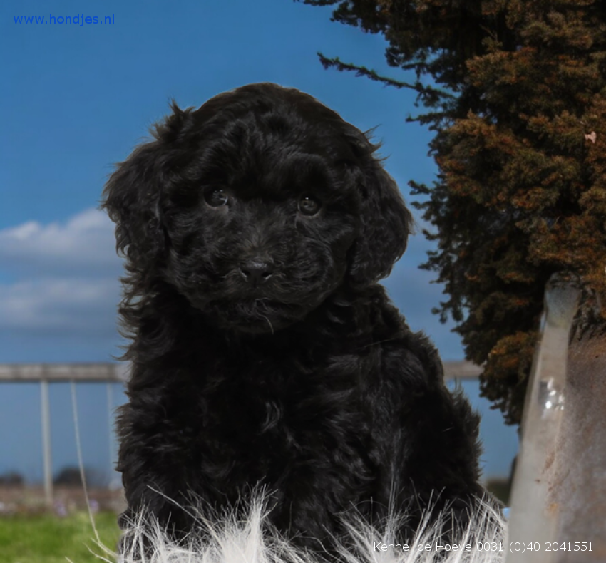 Boomer, Bolonka, Maltipoo, Labradoodle, pup | hondjes.nl