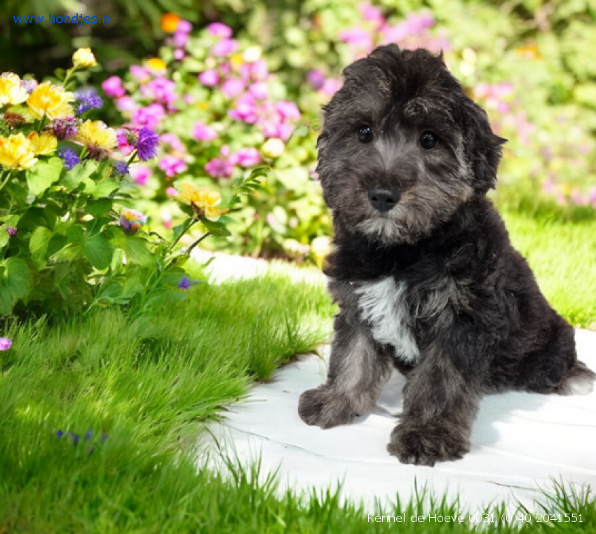 Boomer, Bolonka, Maltipoo, Labradoodle, pup | hondjes.nl