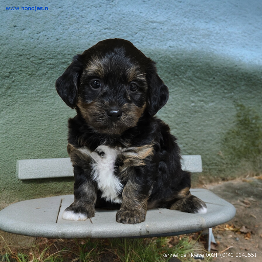 Boomer, Bolonka, Maltipoo, Labradoodle, pup | hondjes.nl