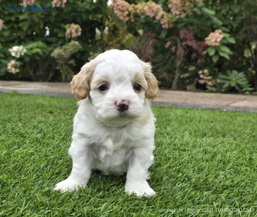 Boomer, Bolonka, Maltipoo, Labradoodle, pup | hondjes.nl