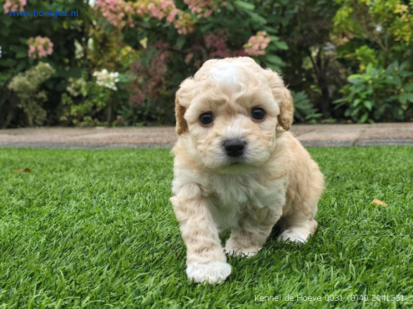 Boomer, Bolonka, Maltipoo, Labradoodle, pup | hondjes.nl