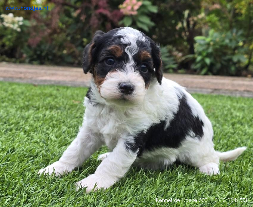 Boomer, Bolonka, Maltipoo, Labradoodle, pup | hondjes.nl