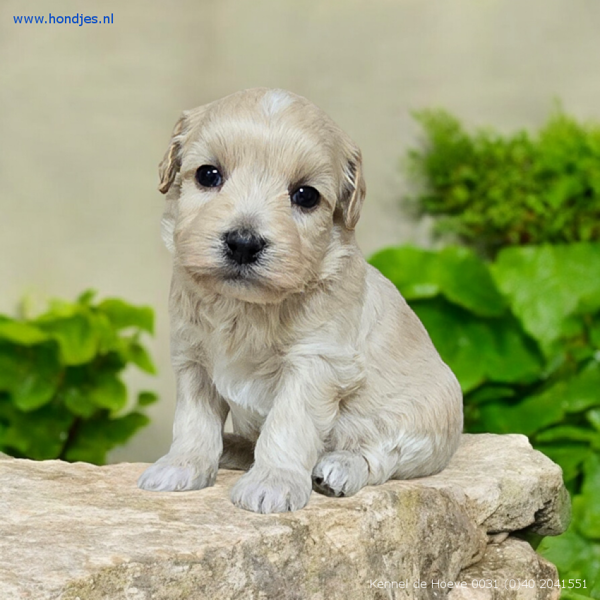 Boomer, Bolonka, Maltipoo, Labradoodle, pup | hondjes.nl