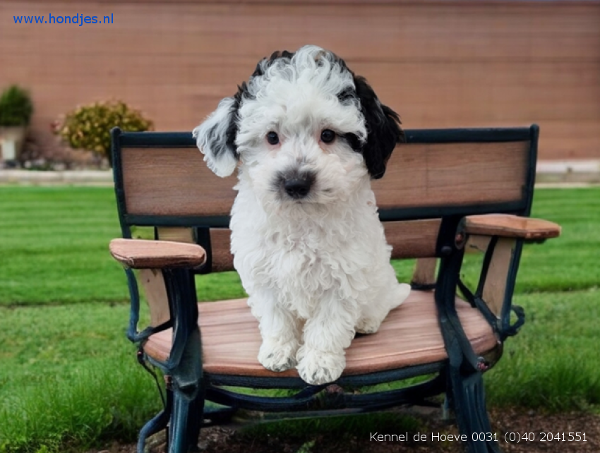 Boomer, Bolonka, Maltipoo, Labradoodle, pup | hondjes.nl