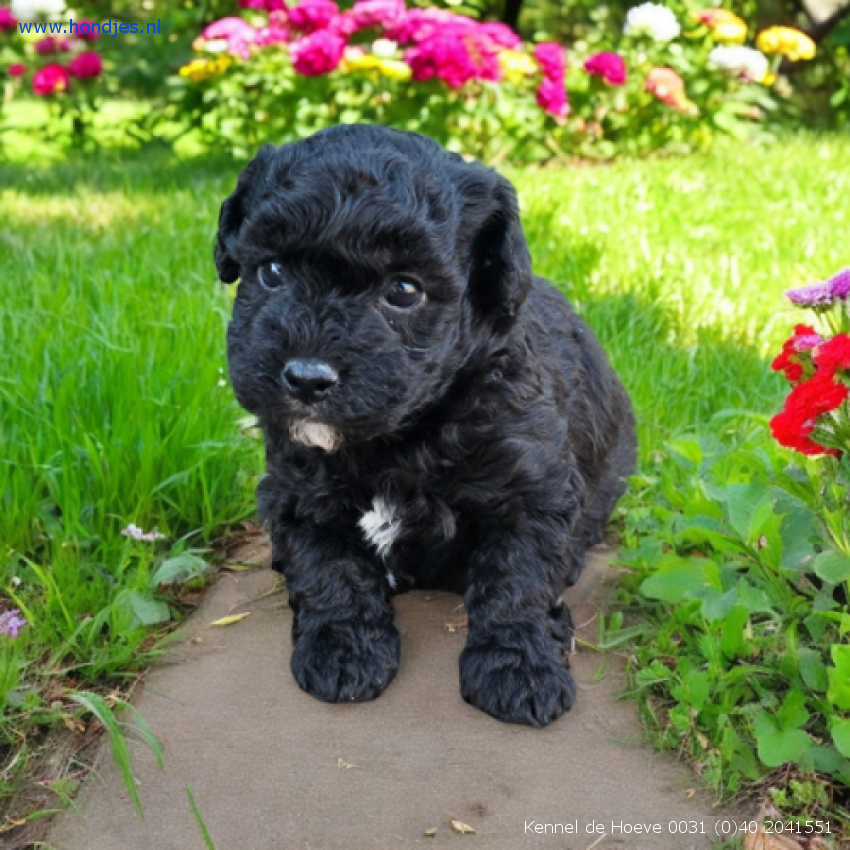 Boomer, Bolonka, Maltipoo, Labradoodle, pup | hondjes.nl