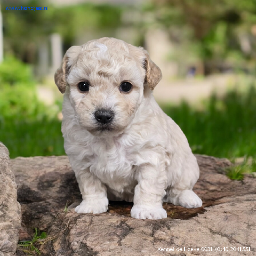 Boomer, Bolonka, Maltipoo, Labradoodle, pup | hondjes.nl