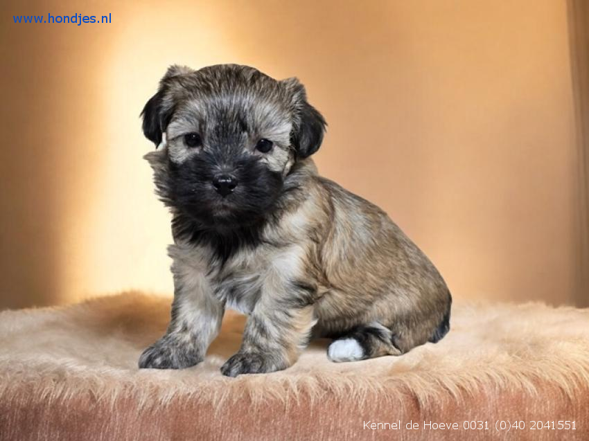 Boomer, Bolonka, Maltipoo, Labradoodle, pup | hondjes.nl
