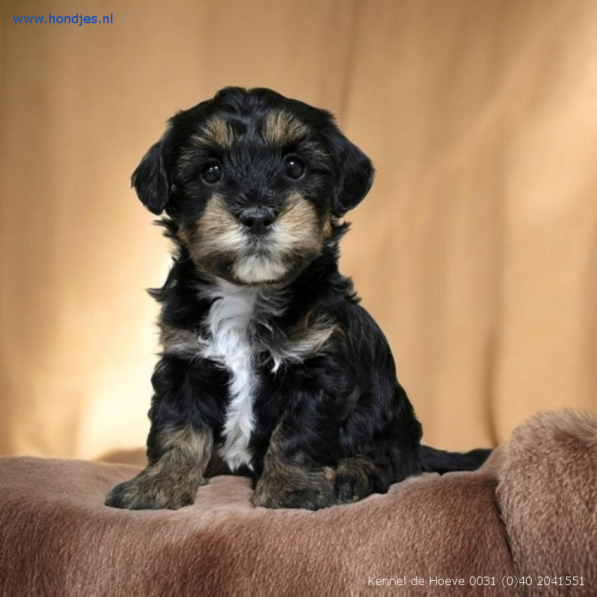 Boomer, Bolonka, Maltipoo, Labradoodle, pup | hondjes.nl
