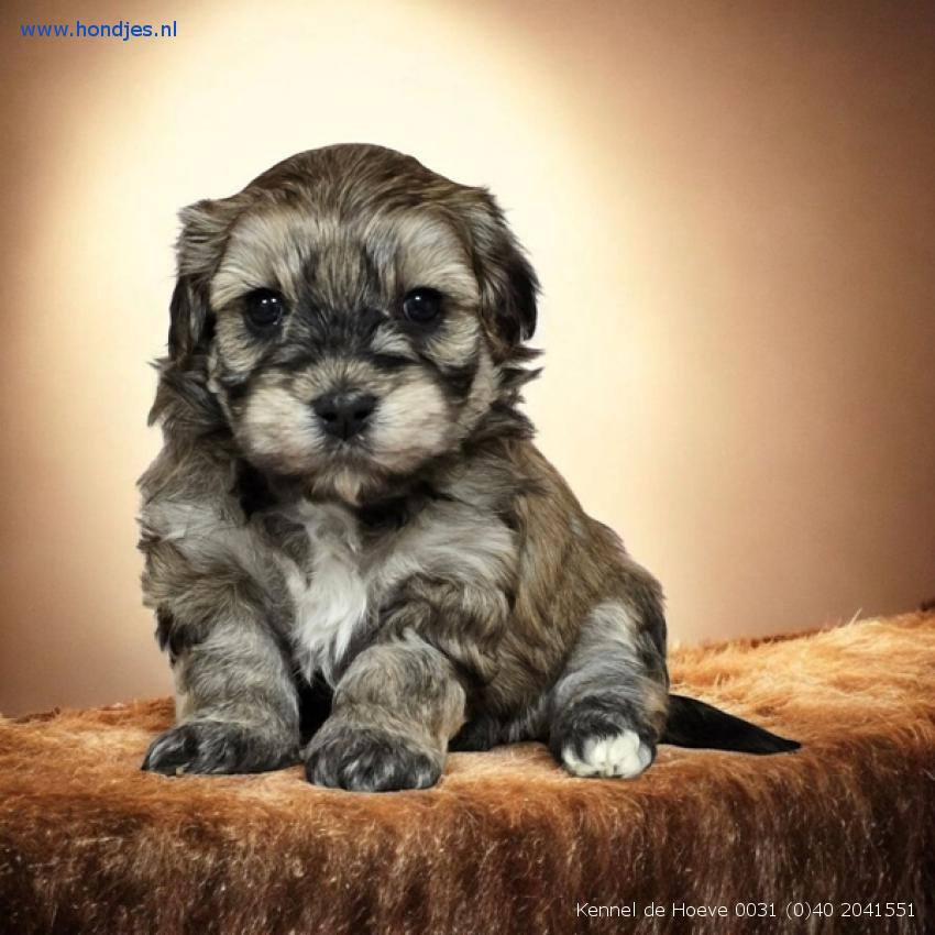 Boomer, Bolonka, Maltipoo, Labradoodle, pup | hondjes.nl