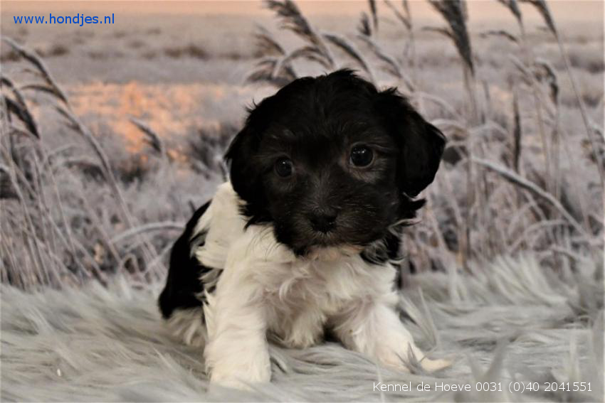 Boomer Reu 9264 aangeboden bij Kennel de Hoeve